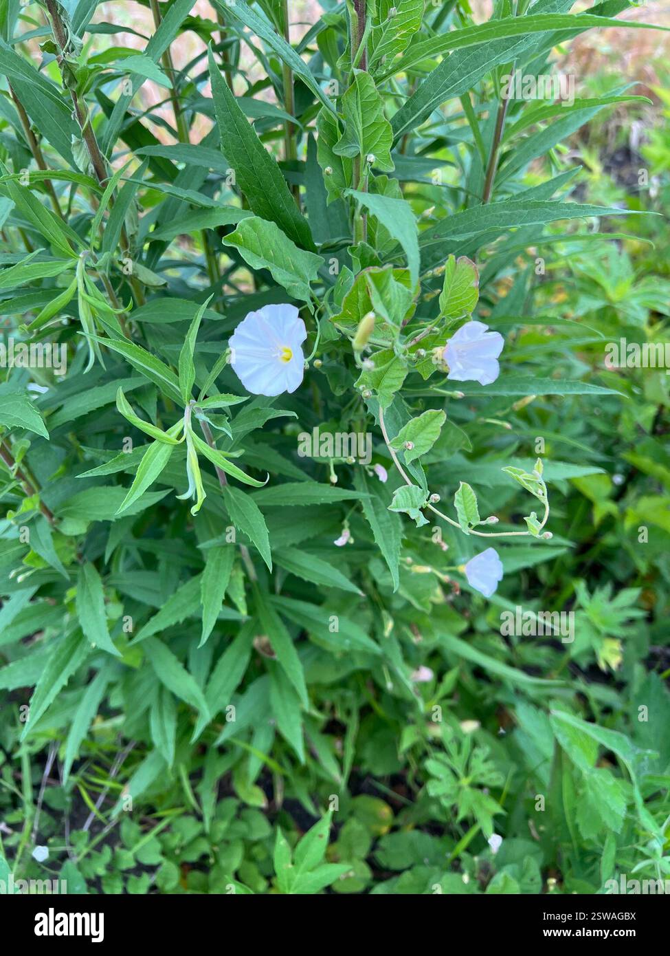 field bindweed (Convolvulus arvensis), Plantae, Old Plank Road Trail ...