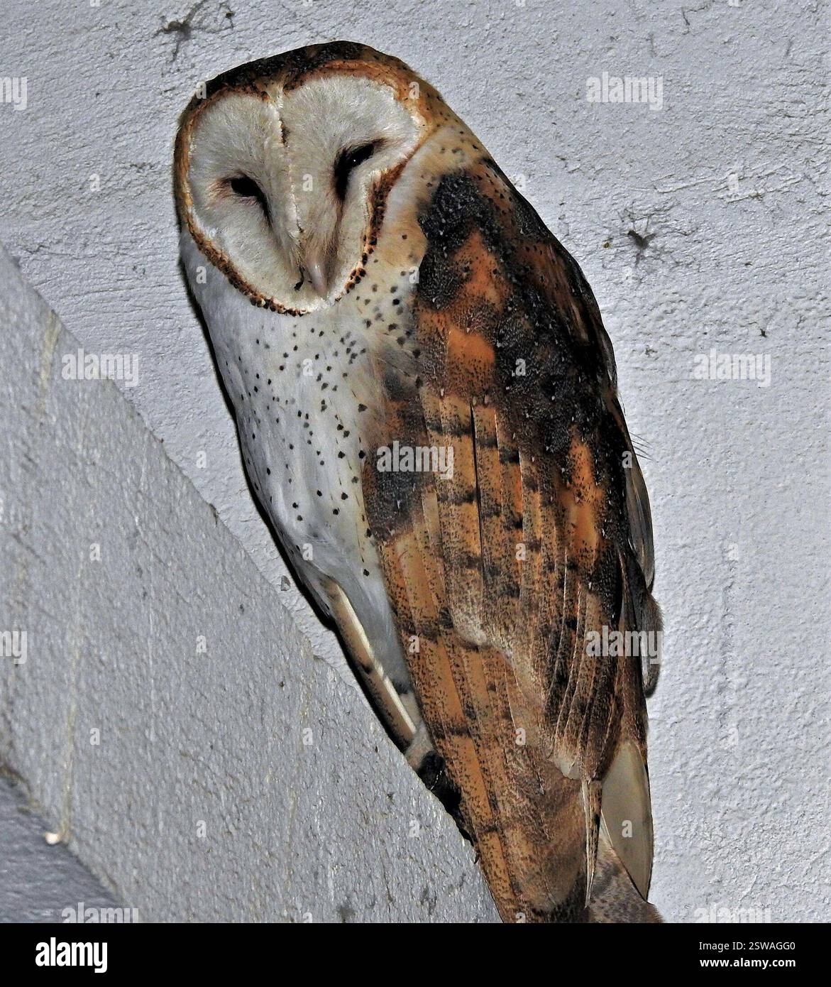 American Barn Owl (Tyto furcata), Aves, Oriente, Provincia de Buenos ...