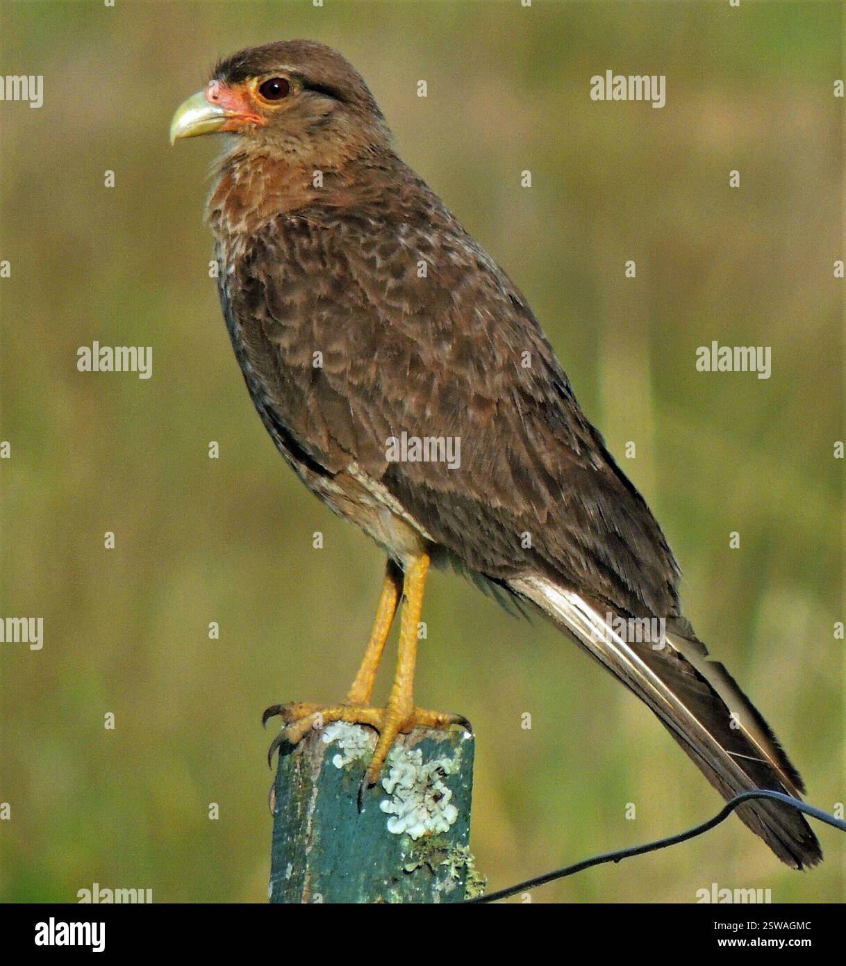 Chimango Caracara (Daptrius chimango), Aves, Ituzaingó, Corrientes ...