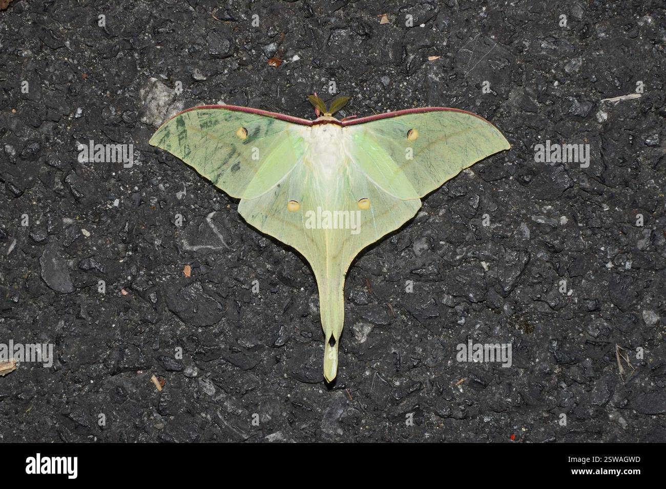 Chinese Moon Moth (Actias ningpoana), Insecta, 中国浙江省杭州市临安区 Stock Photo ...