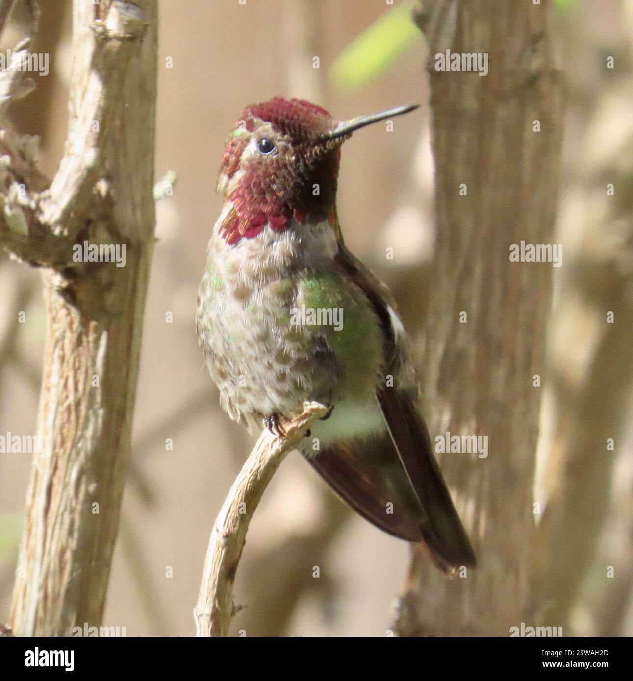 Anna's Hummingbird (Calypte anna), Aves, Country Park Rd, Salinas, CA ...
