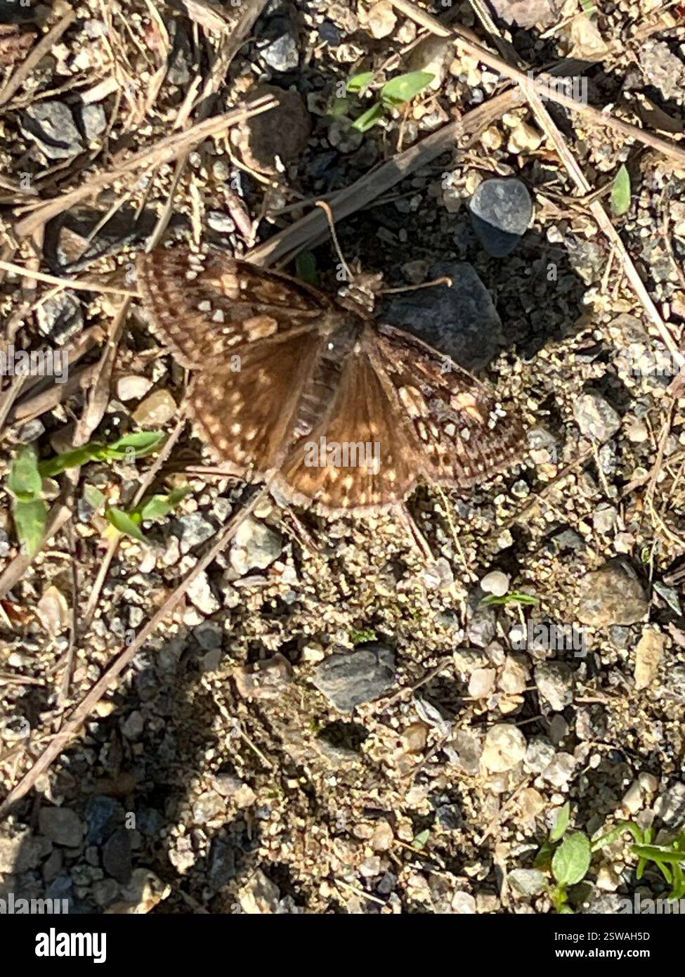 Wild Indigo Duskywing (Erynnis baptisiae), Insecta, Darby Hill Rd ...