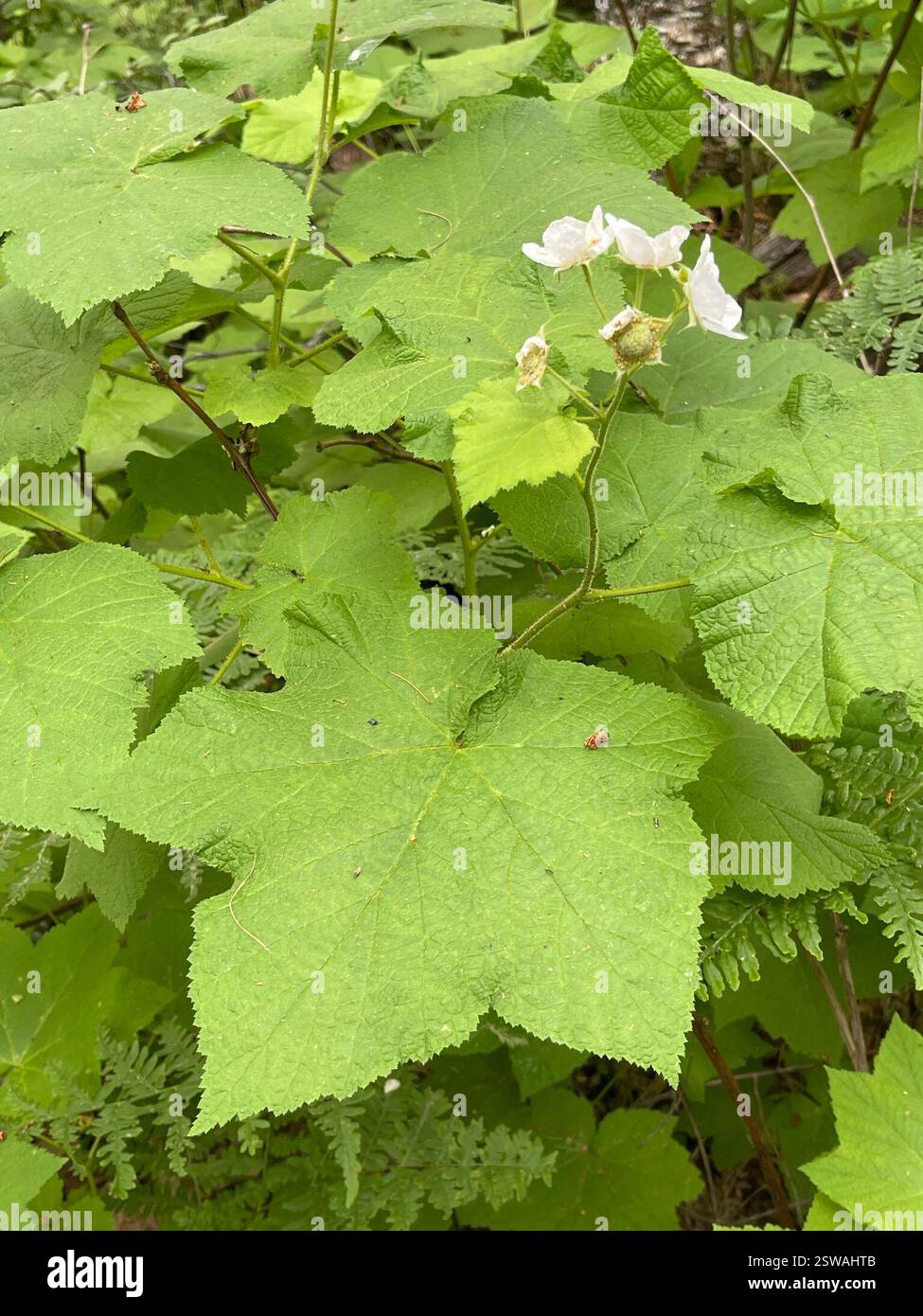 thimbleberry (Rubus parviflorus), Plantae, Purcell Wilderness ...