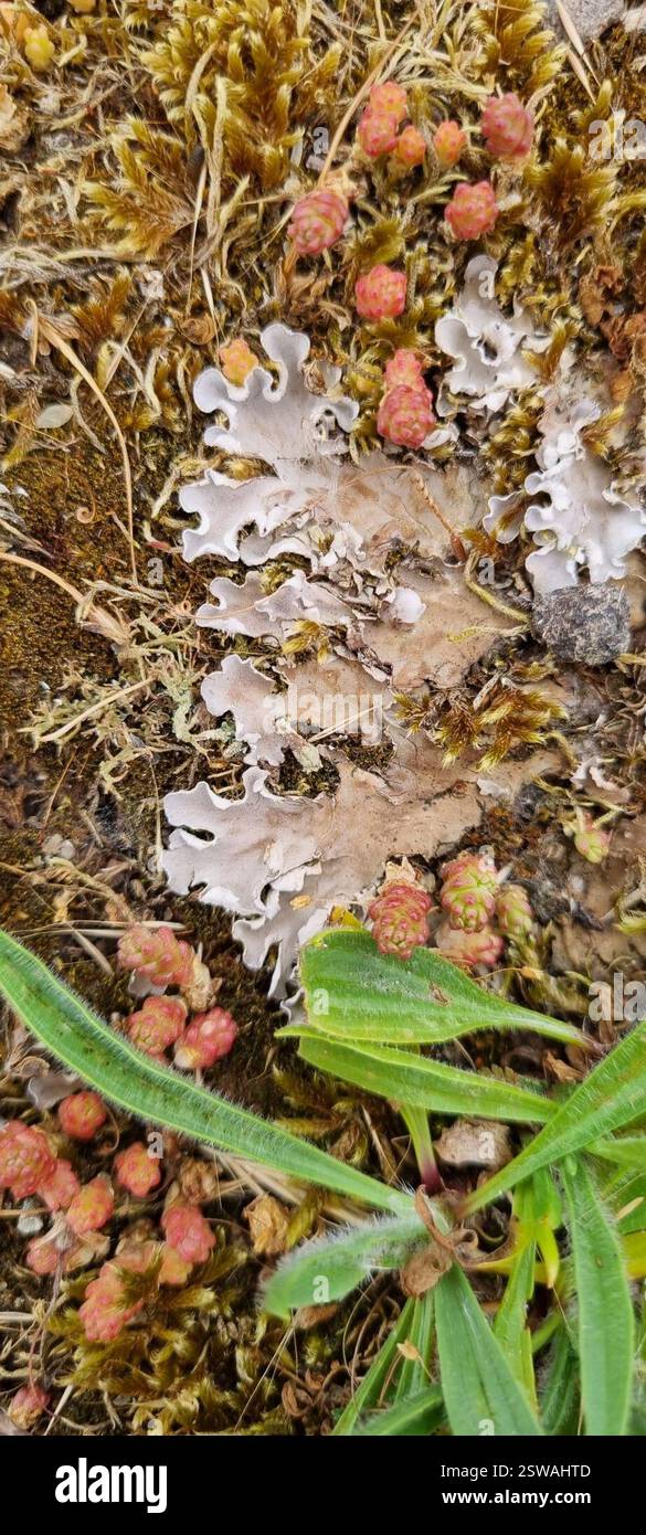 dog pelt lichen (Peltigera canina), Fungi, Sutton Coldfield B76 0BN, UK ...