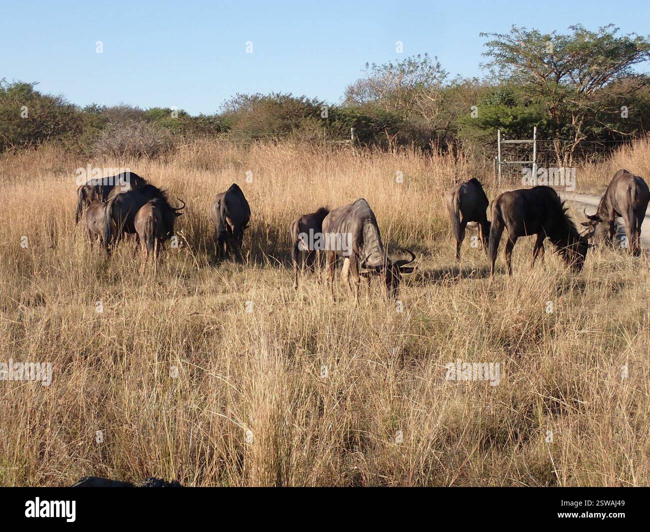 Blue Wildebeest (Connochaetes taurinus taurinus), Mammalia, uThukela ...