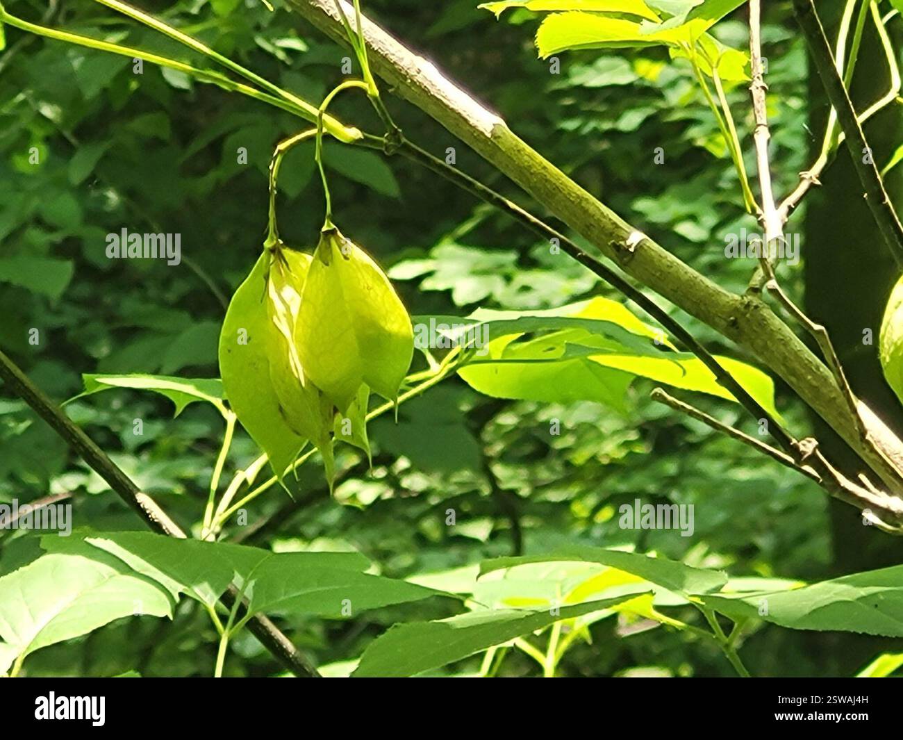 American bladdernut (Staphylea trifolia), Plantae, Fox Chase, KY 40165, USA Stock Photo - Alamy