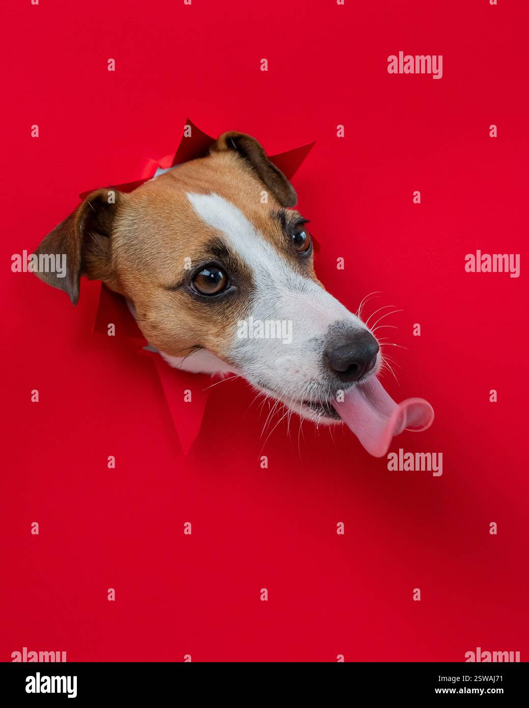 Funny dog licks his nose. Jack Russell Terrier head sticking out ...
