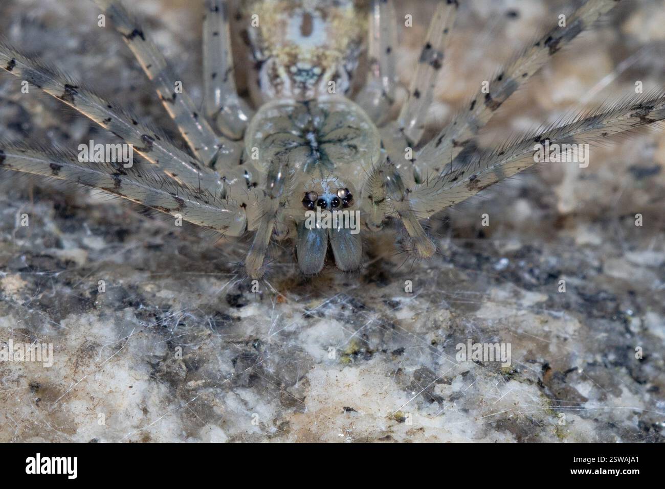 North American lampshade spiders (Hypochilus), Arachnida, Rumbling Bald ...