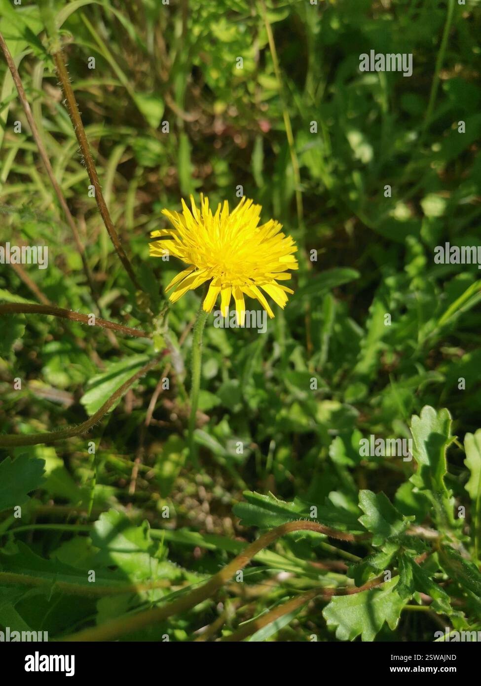 Lettuce, Chicory, Dandelion and Salsify Tribe (Cichorieae), Plantae ...