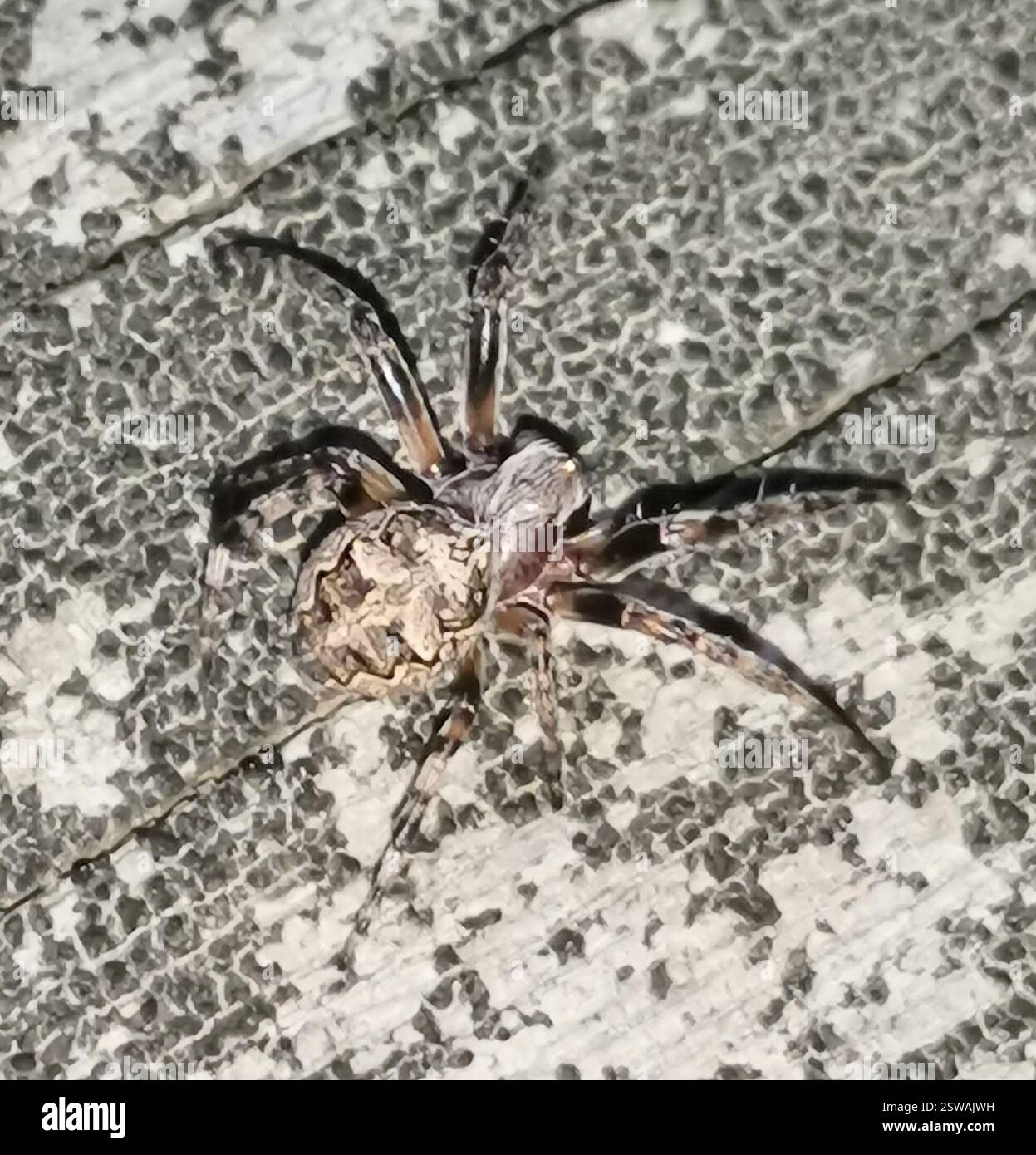 Furrow Spiders (Larinioides), Arachnida, 31720 Urjala, Suomi Stock ...
