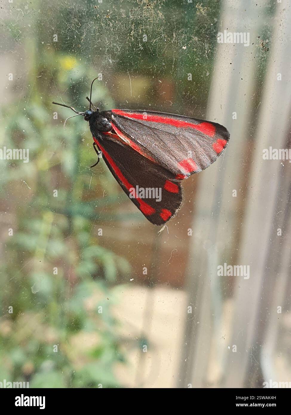 Cinnabar moth (Tyria jacobaeae), Insecta, Stirchley, Birmingham, UK ...