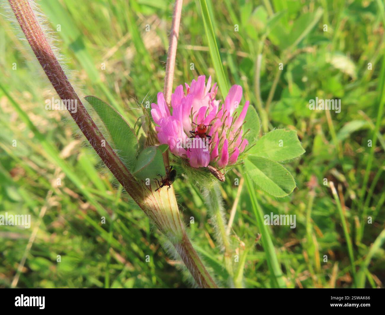 Beetles (Coleoptera), Insecta, Waukesha County, WI, USA Stock Photo - Alamy