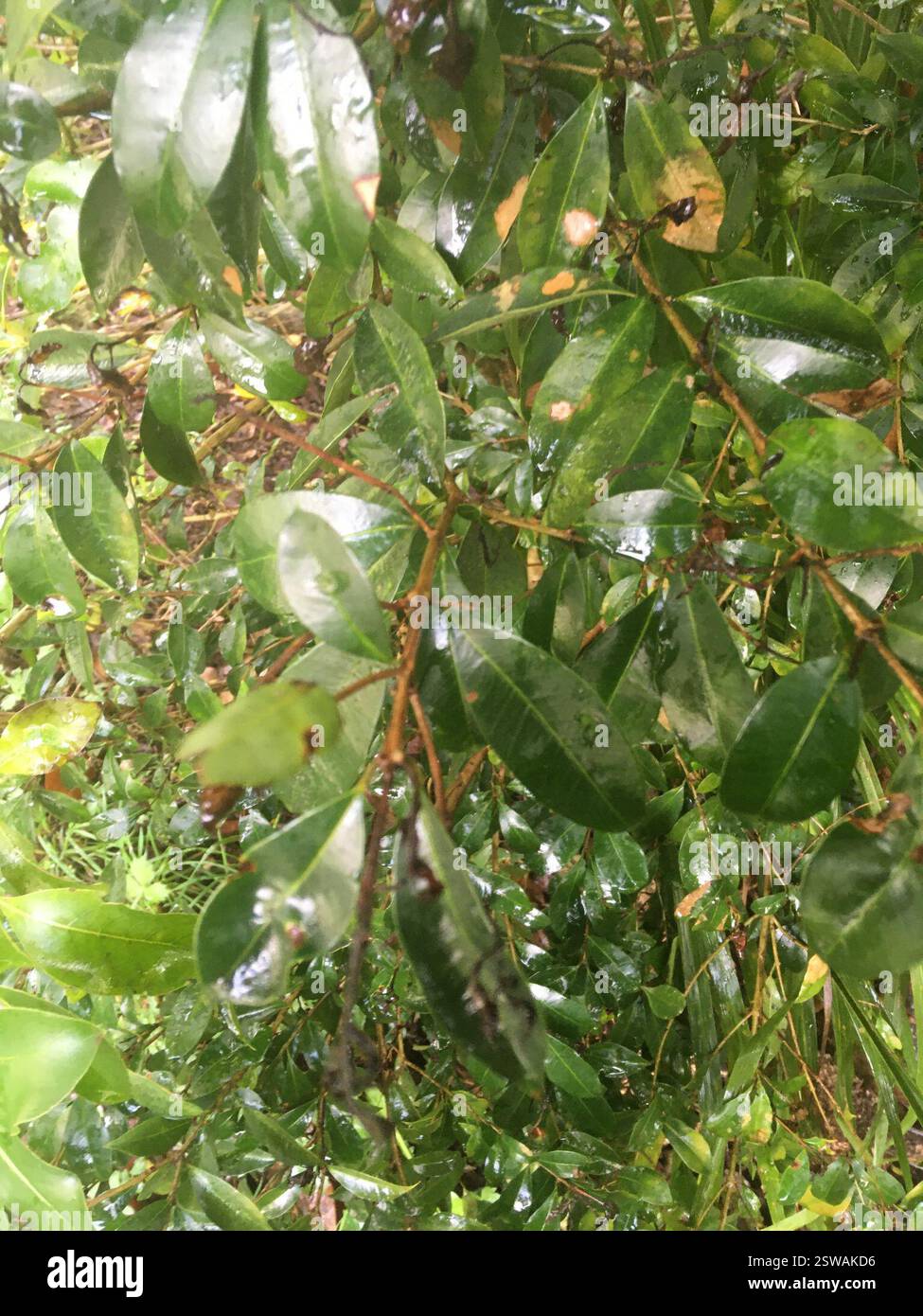 Brush Cherry (Syzygium paniculatum), Plantae, Greenhithe, North ...