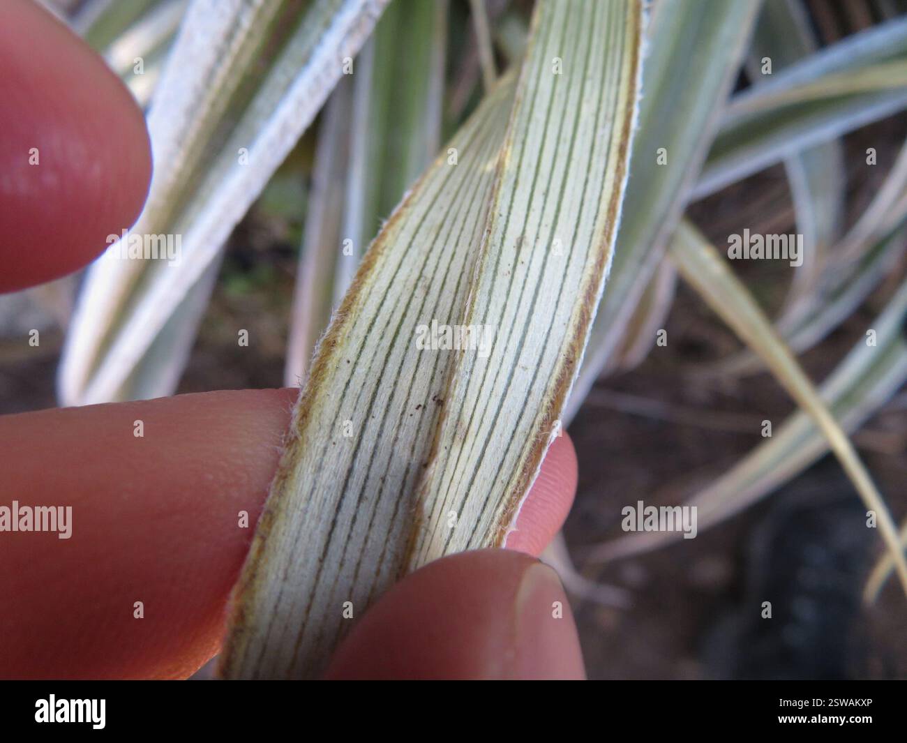Mountain Astelia (Astelia nervosa), Plantae, Tararua Range Stock Photo ...