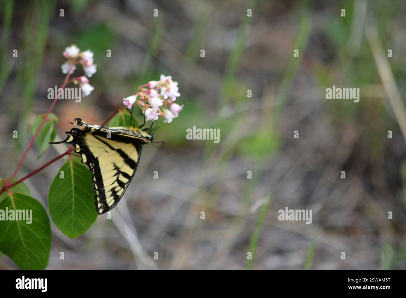 Western Tiger Swallowtail (Papilio rutulus), Insecta, Okanagan ...