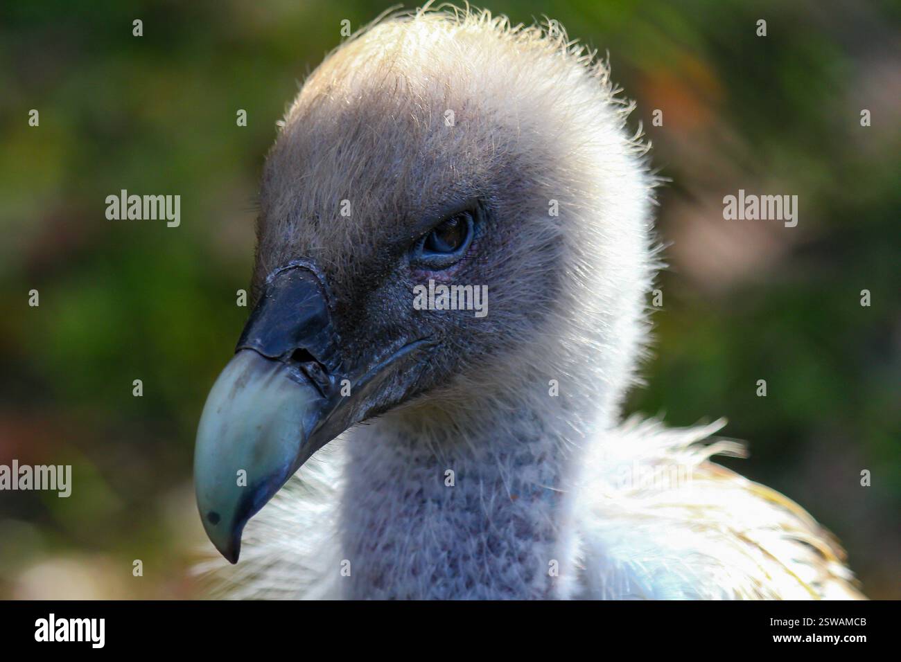 Griffon vulture portrait gyps hi-res stock photography and images - Alamy