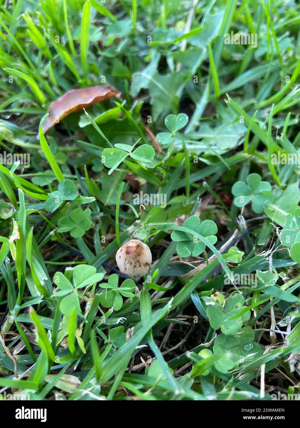 milky conecap (Conocybe apala), Fungi, Hannum Dr, Los Angeles, CA, US ...