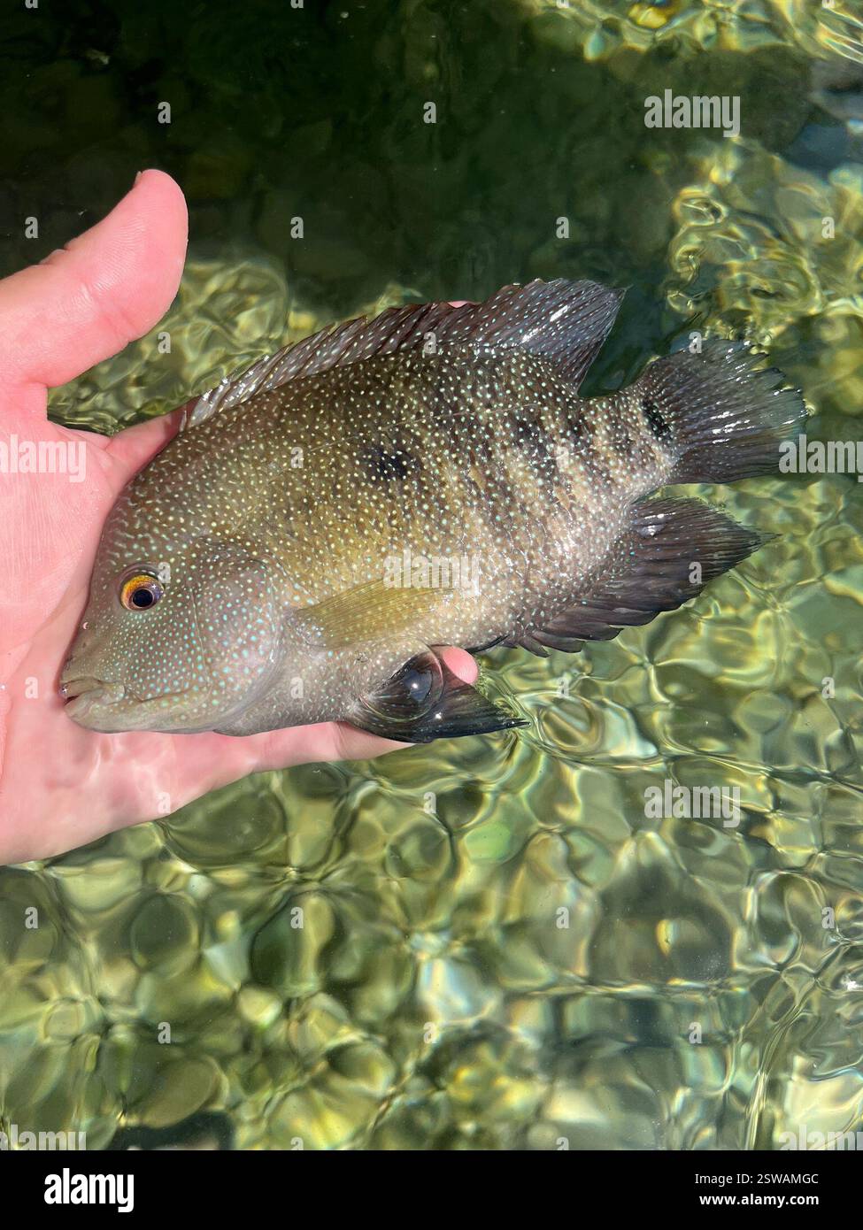 Texas Cichlid (Herichthys cyanoguttatus), Actinopterygii, Nueces River ...