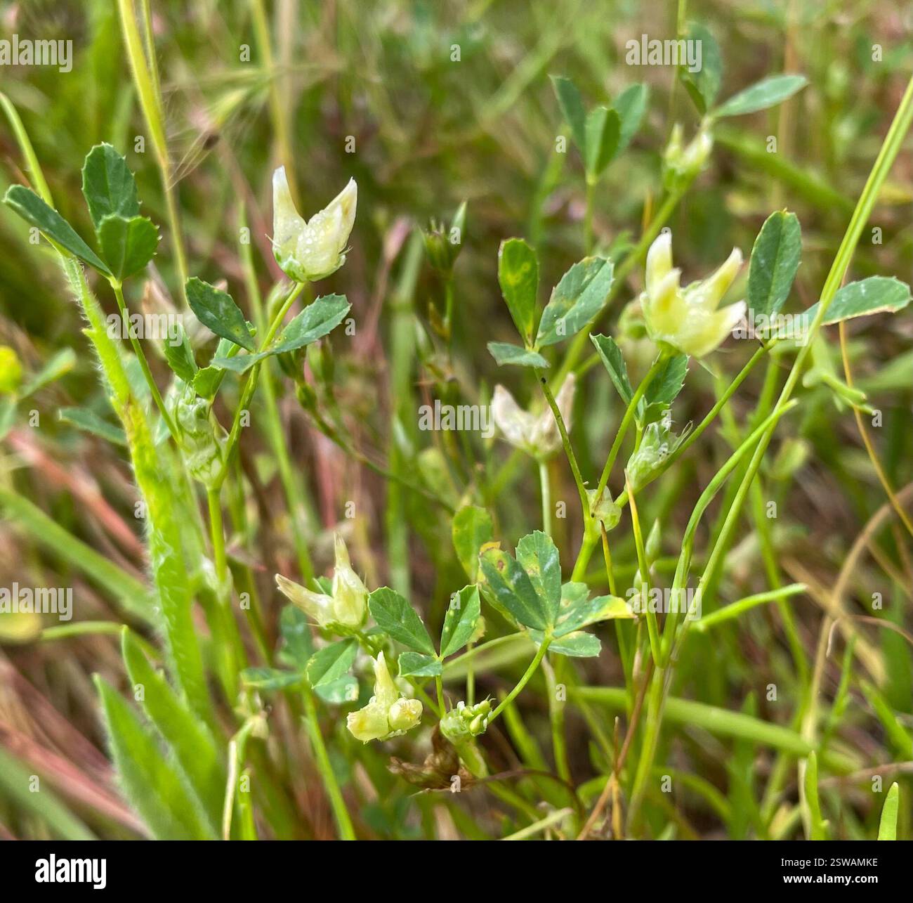 pale sack clover (Trifolium depauperatum amplectens), Plantae, Fort Ord ...