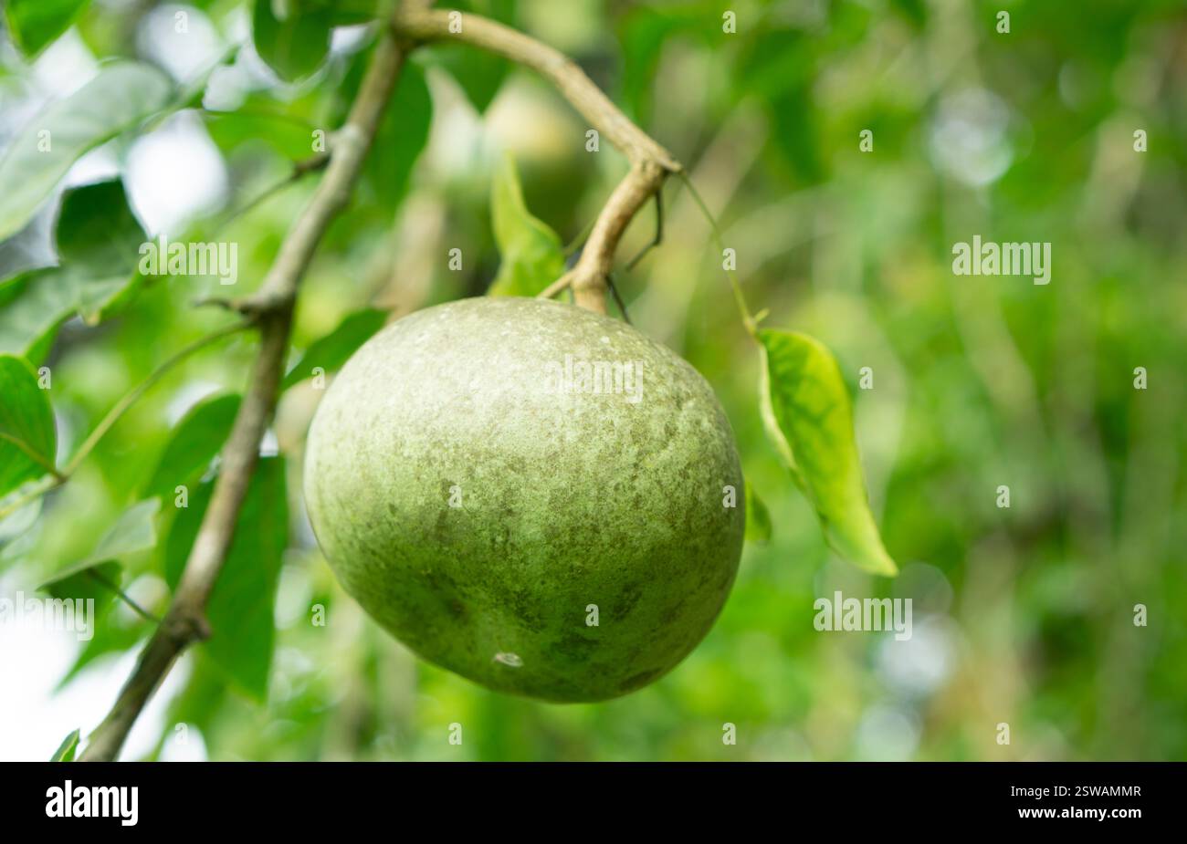 Apple tree from summer hi-res stock photography and images - Alamy