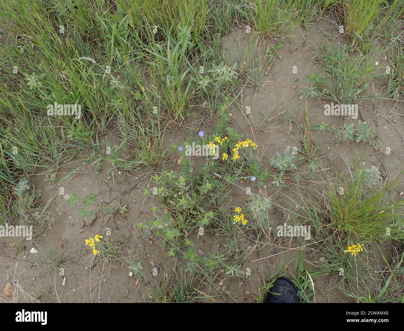 Mankota no 45 hi-res stock photography and images - Alamy