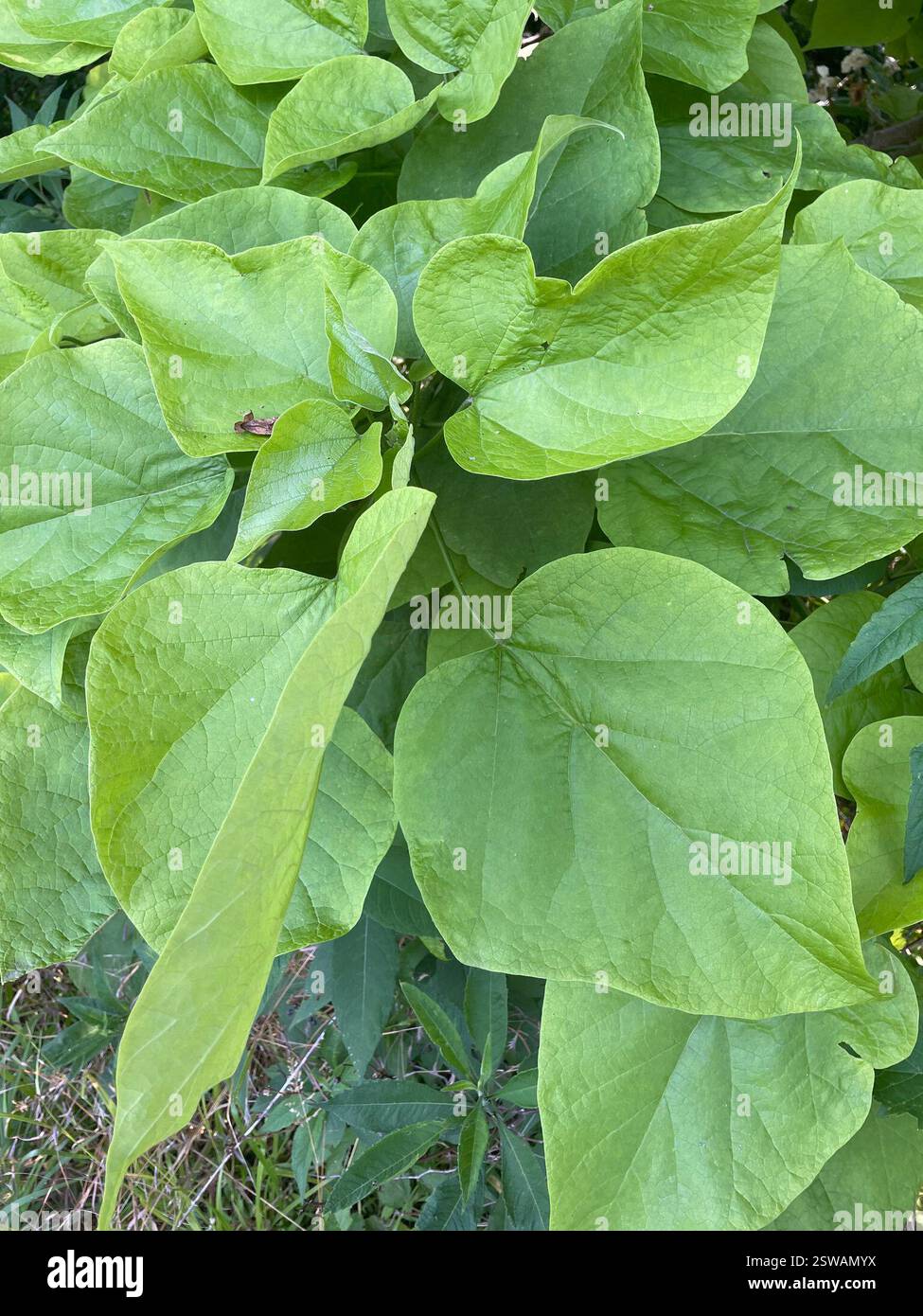 northern catalpa (Catalpa speciosa), Plantae, Catoctin Creek Park ...