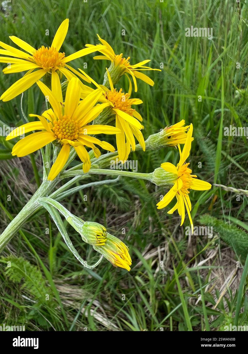 (Tephroseris papposa), Plantae, M 105, Glamoč, Federacija Bosne i ...