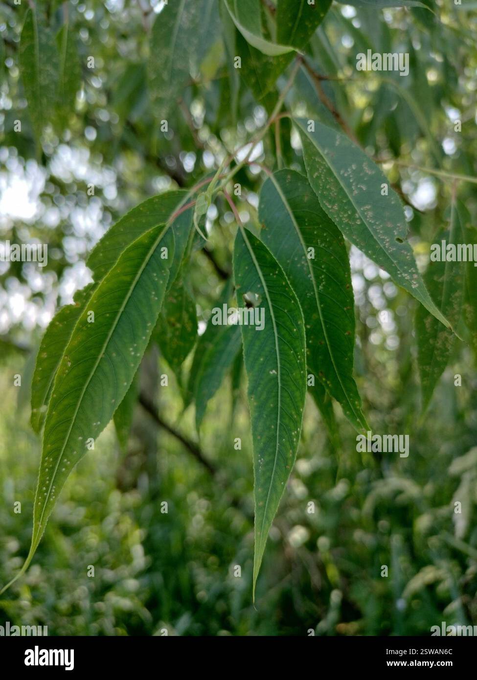 peachleaf willow (Salix amygdaloides), Plantae, Wisconsin, US Stock Photo - Alamy