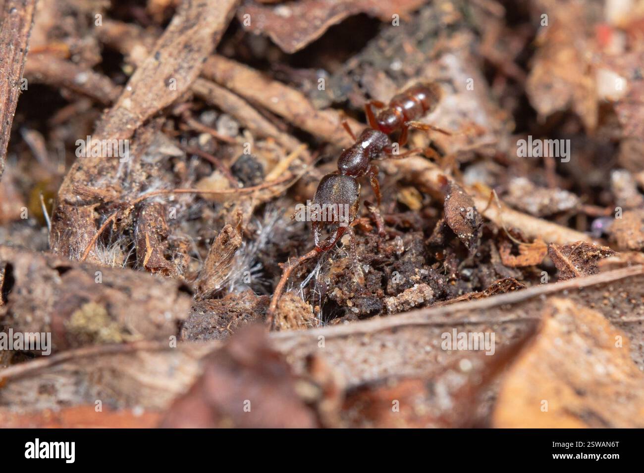 Eastern Dracula Ant (Stigmatomma pallipes), Insecta, Hendersonville, NC ...