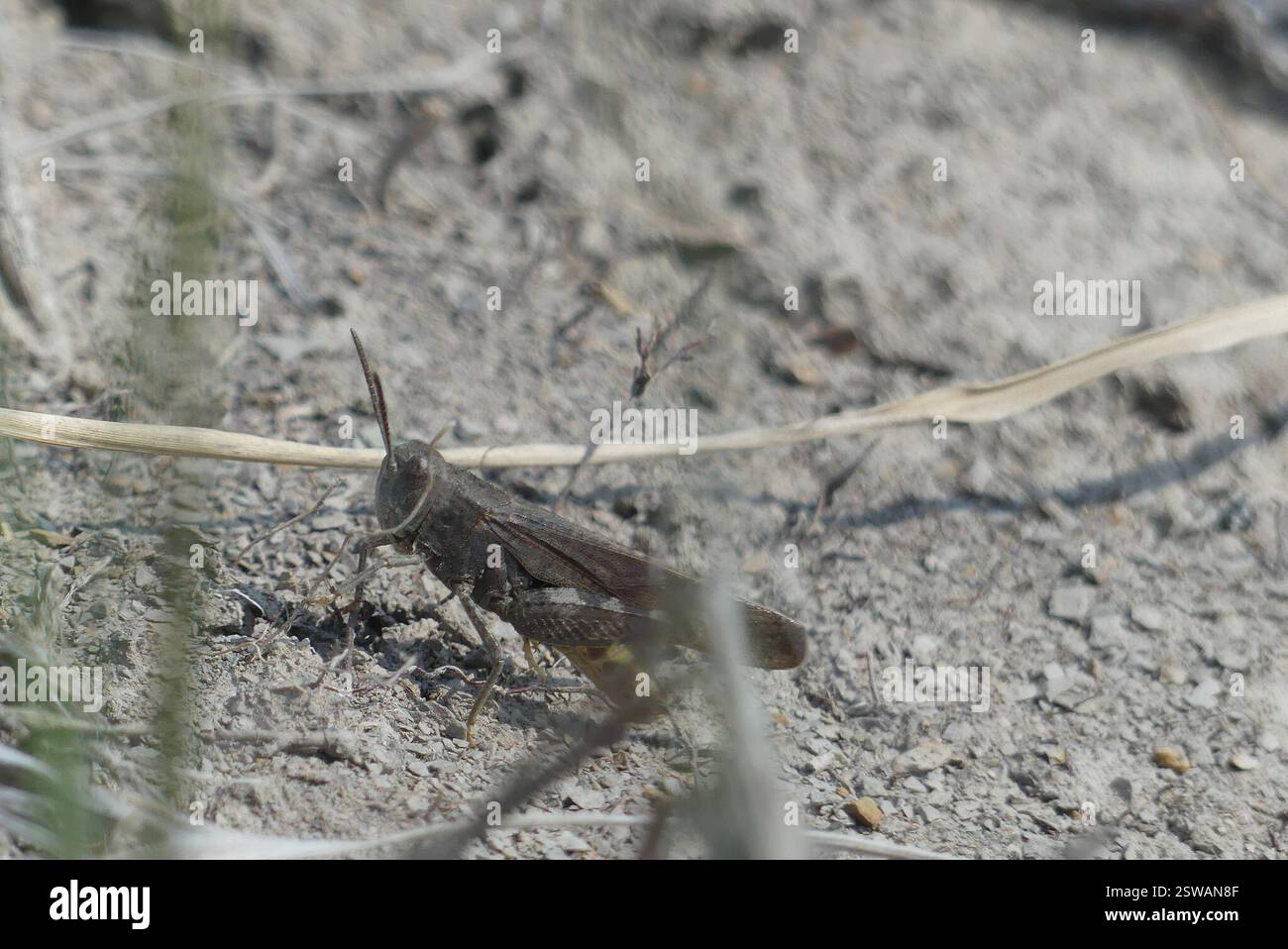 Speckle-winged Rangeland Grasshopper (Arphia conspersa), Insecta ...