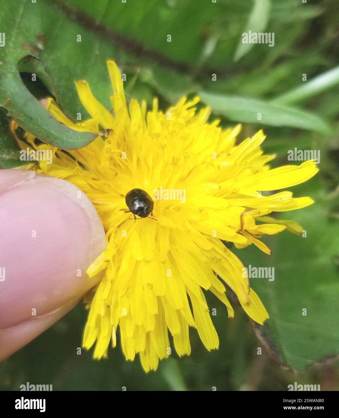 Ebony Bugs (Thyreocoridae), Insecta, River Road, Missoula, MT, USA ...