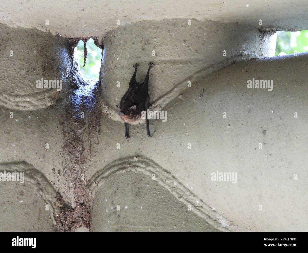 Greater Sac-winged Bat (Saccopteryx bilineata), Mammalia, Panama Stock ...