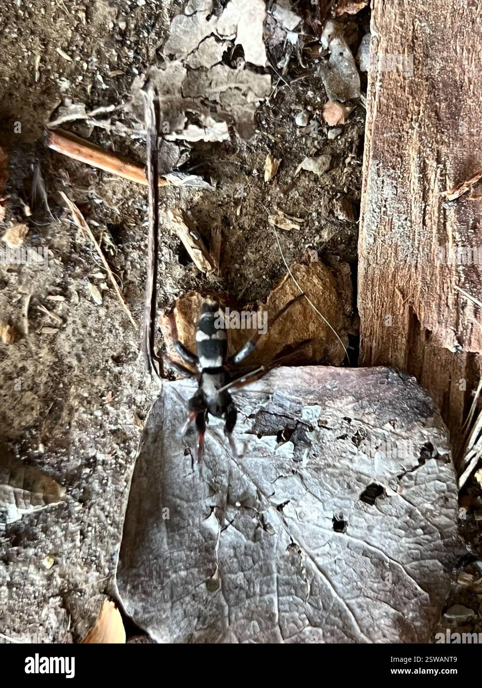 Common Patterned Ant-mimic Ground Spider (Sergiolus montanus ...