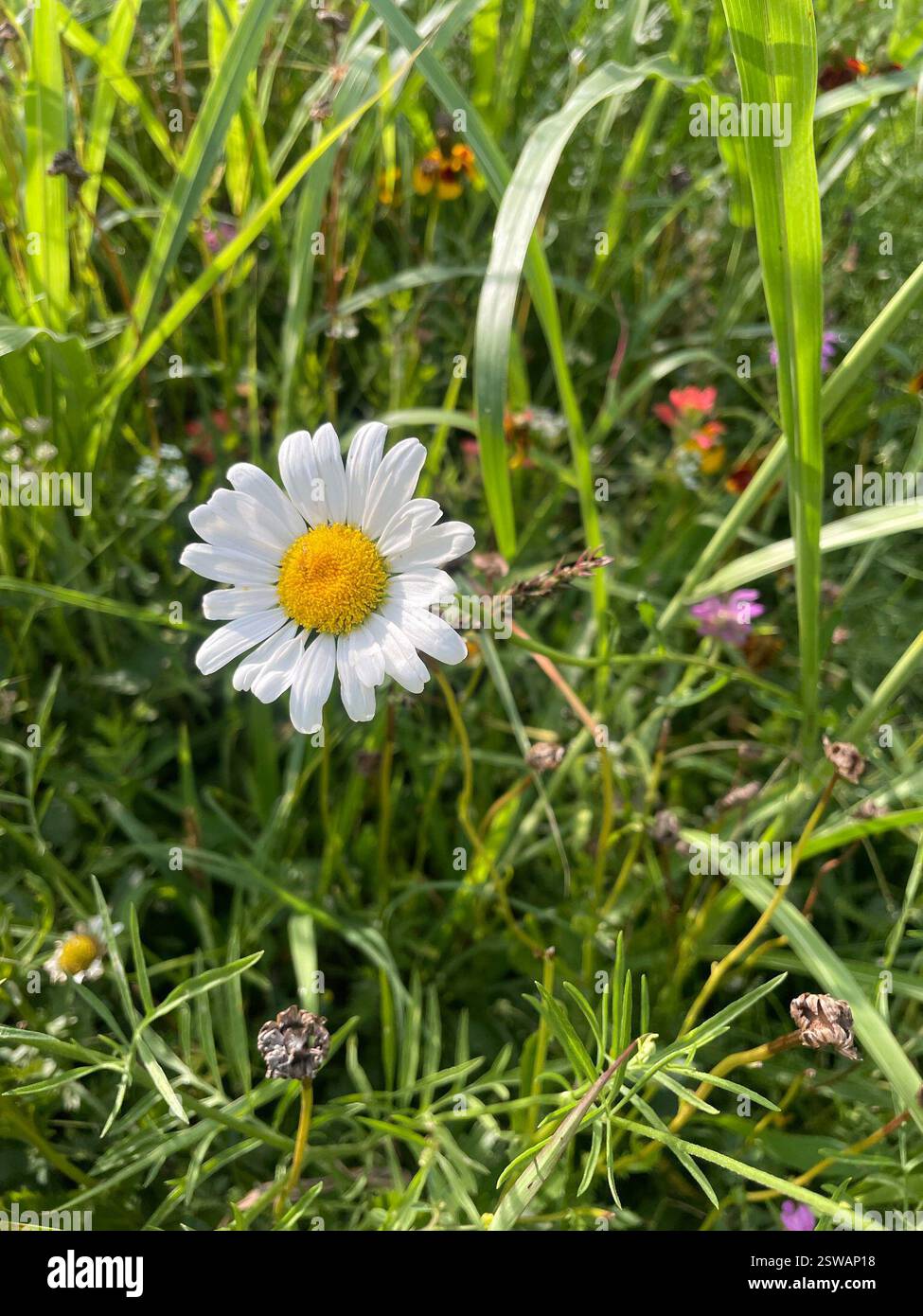 oxeye daisy (Leucanthemum vulgare), Plantae, The University of Texas at ...
