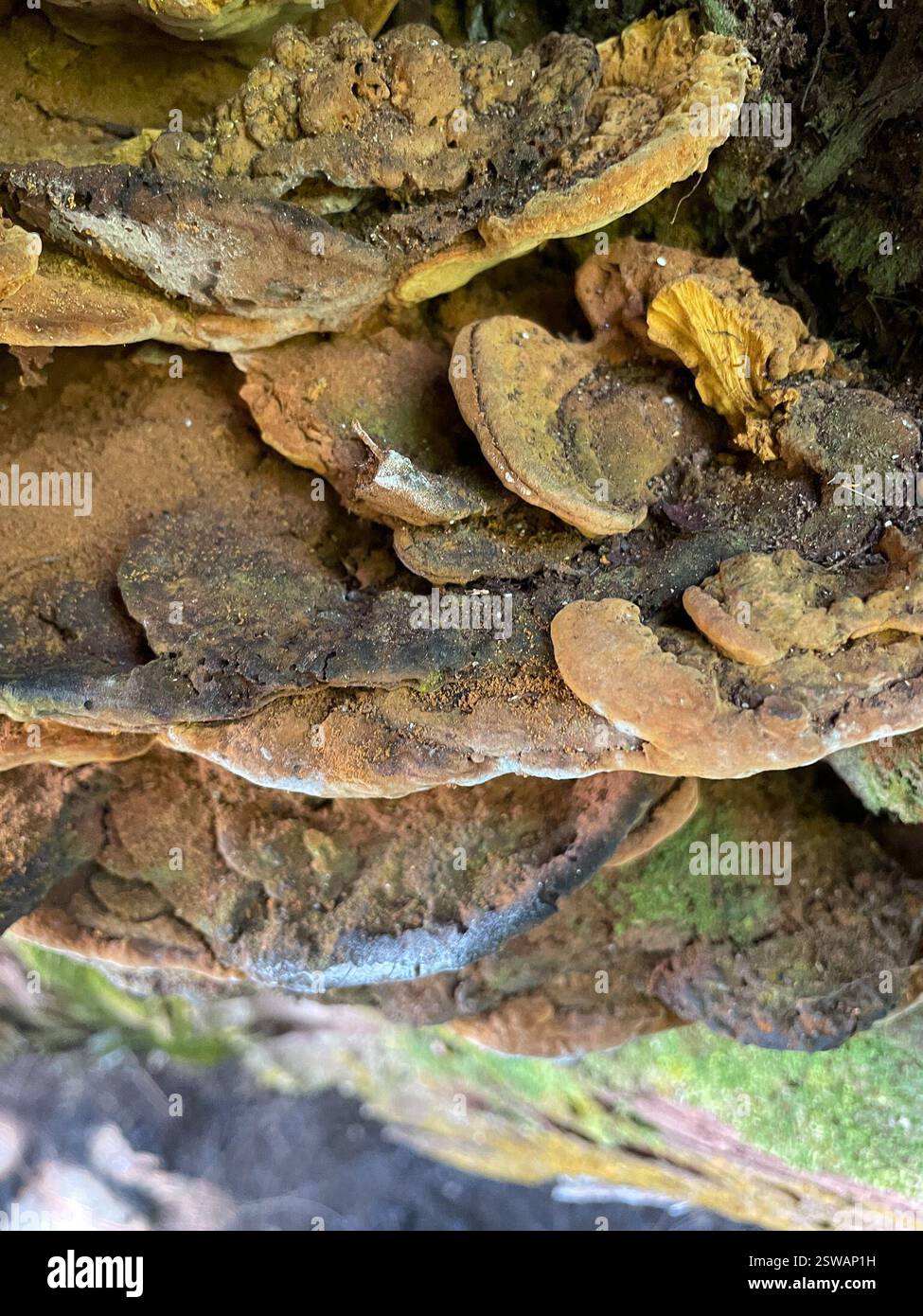 shelf fungi (Polyporales), Fungi, Papaikou, HI 96781, USA Stock Photo ...