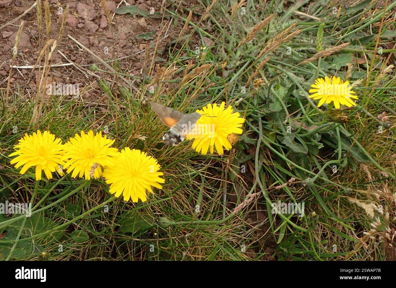 Eurasian Hummingbird Hawkmoth (Macroglossum stellatarum), Insecta ...