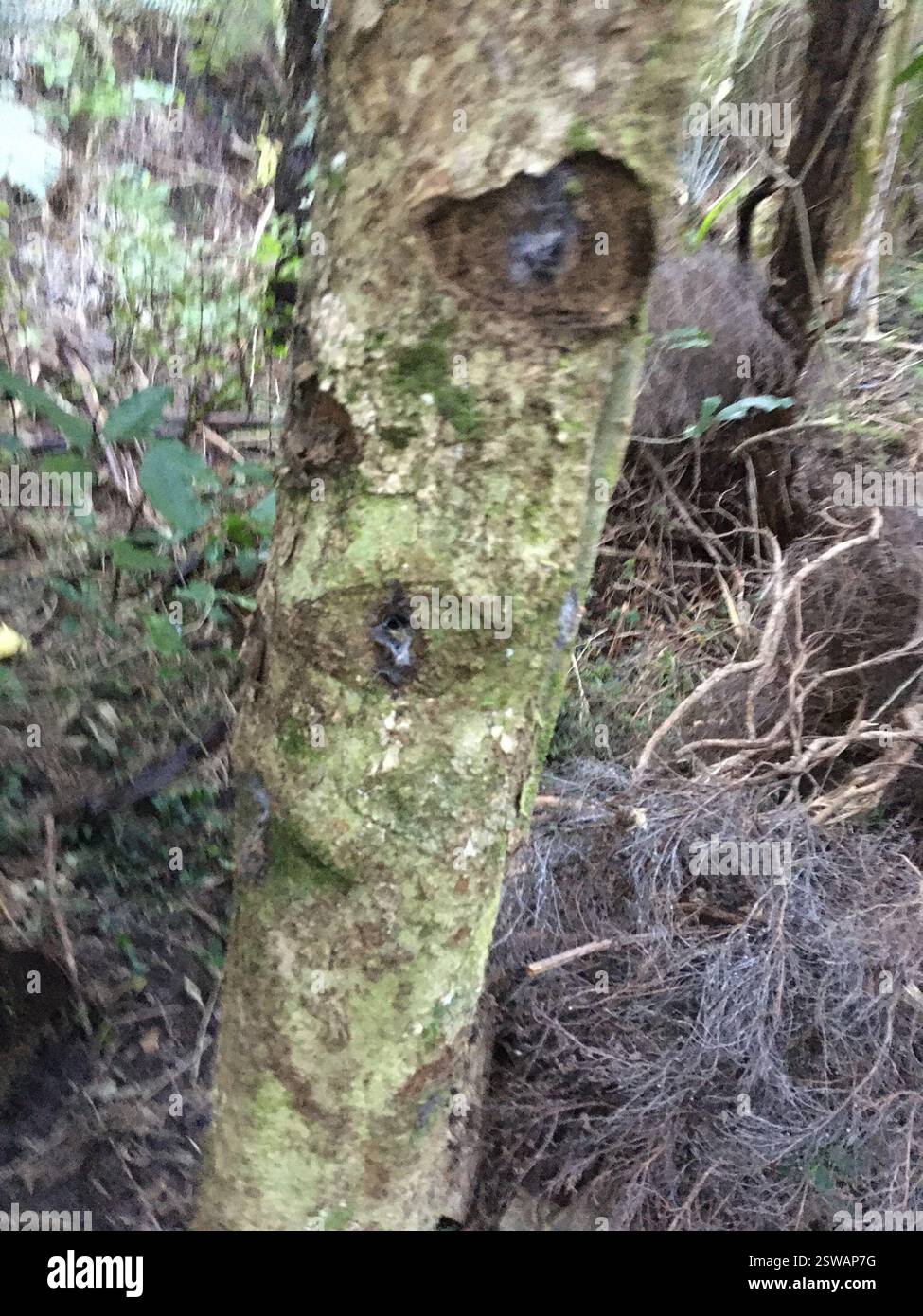 Marble leaf (Carpodetus serratus), Plantae, Kauri Park neighbourhood ...