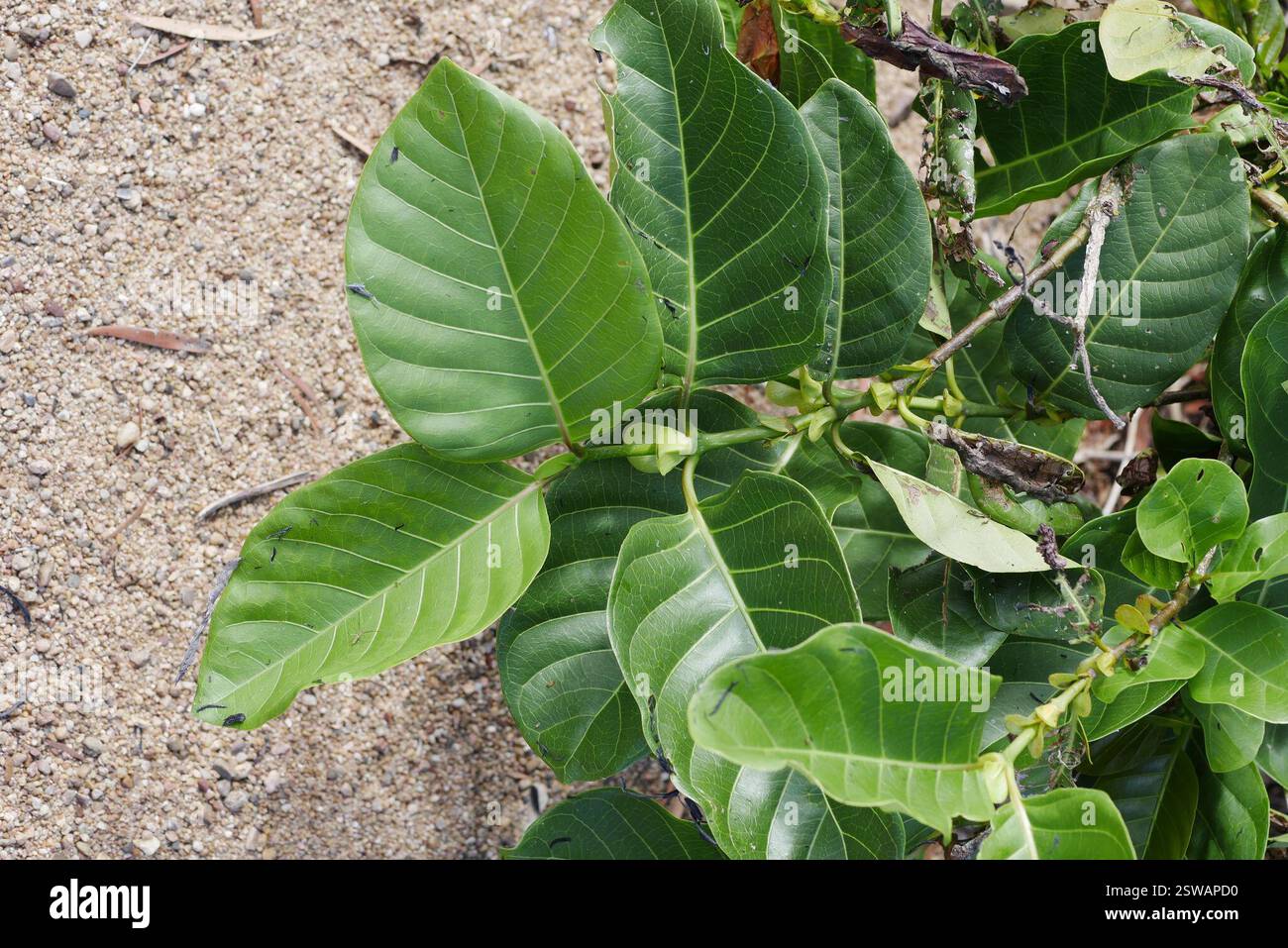 Canary Cheesewood (Nauclea orientalis), Plantae, Jarvisfield, QLD, AU ...