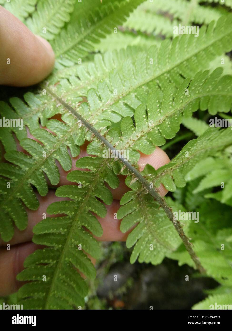 long beech fern (Phegopteris connectilis), Plantae, Fayston, VT, USA ...