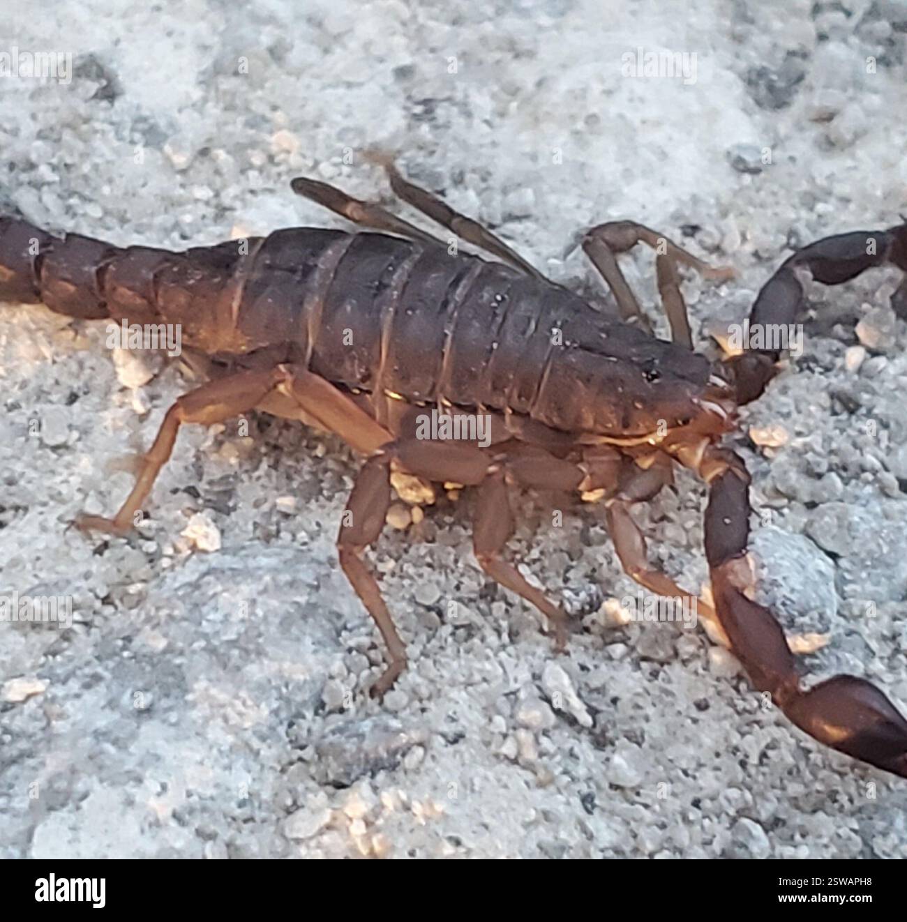 Southern Devil Scorpion (Vaejovis carolinianus), Arachnida, McCreary ...