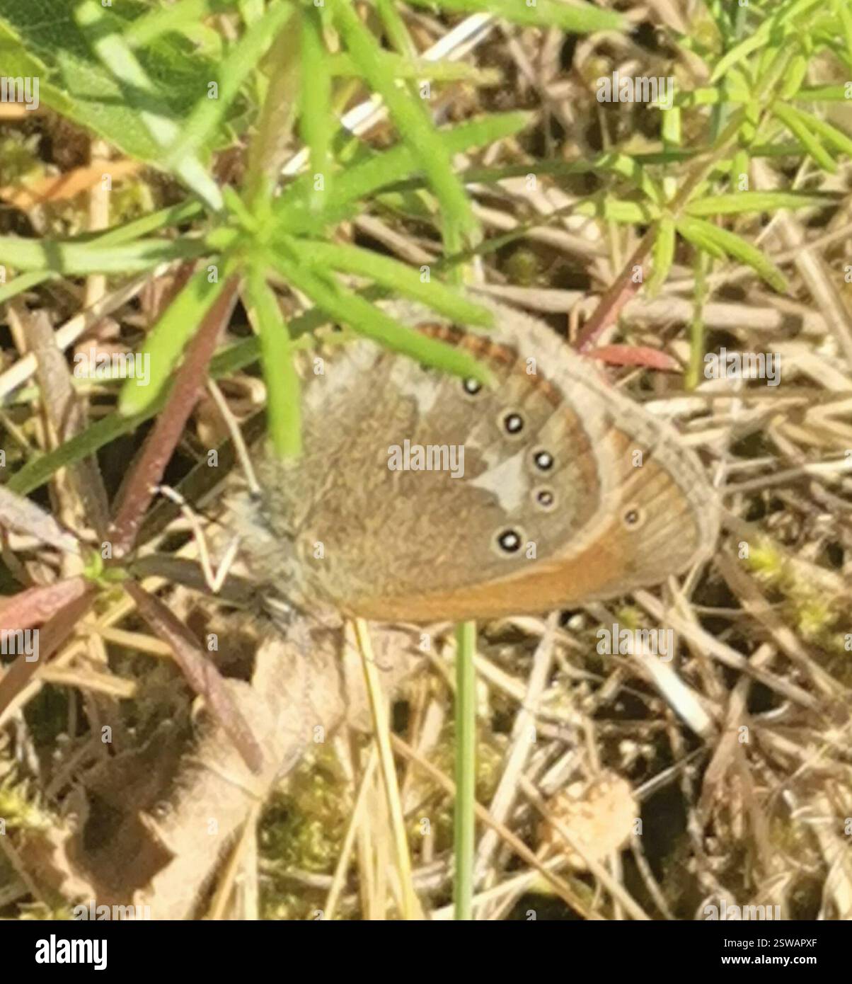 Chestnut Heath (Coenonympha glycerion), Insecta, 37910 Akaa, Suomi ...