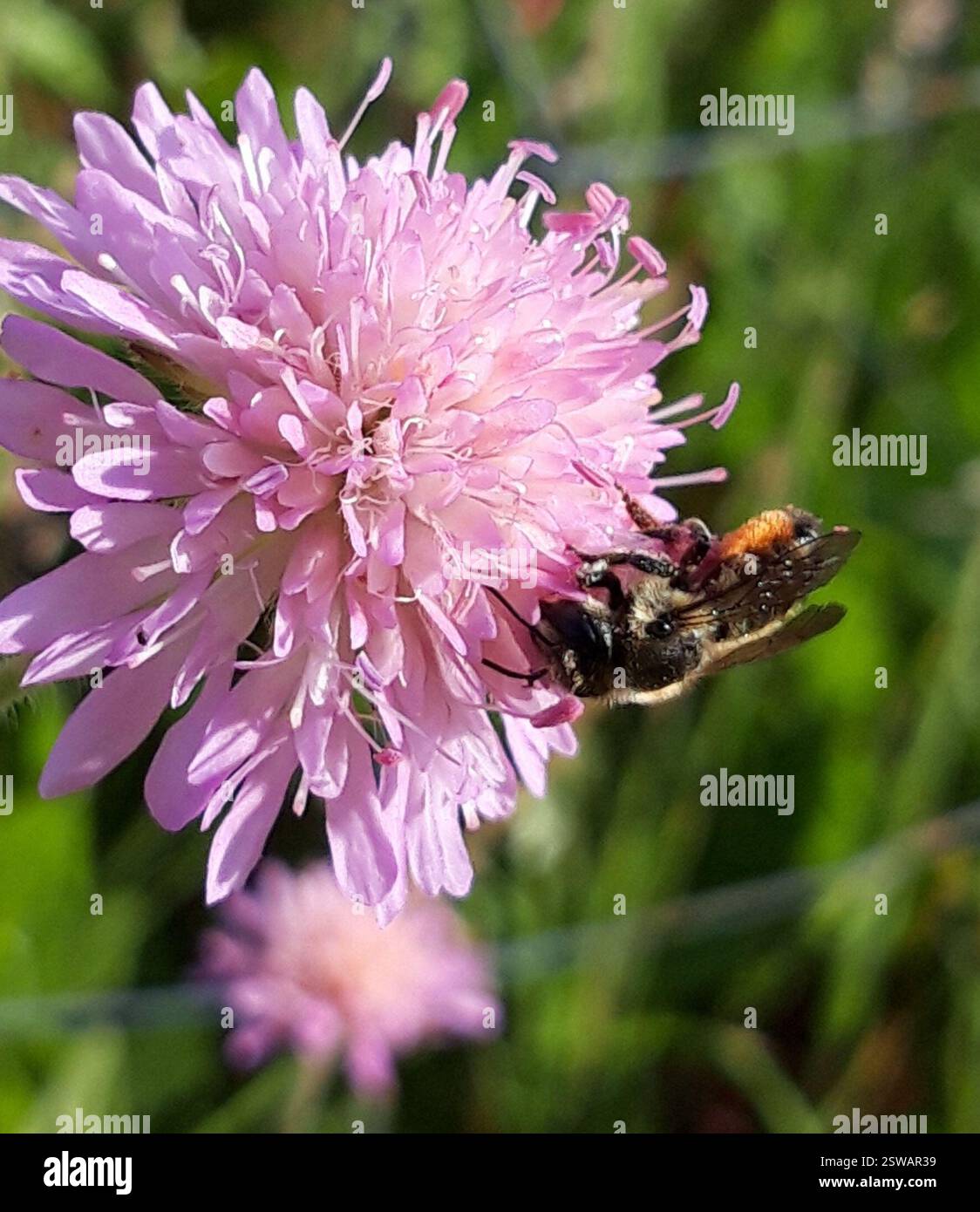 Patchwork Leafcutter Bee (Megachile centuncularis), Insecta, Tommerup ...
