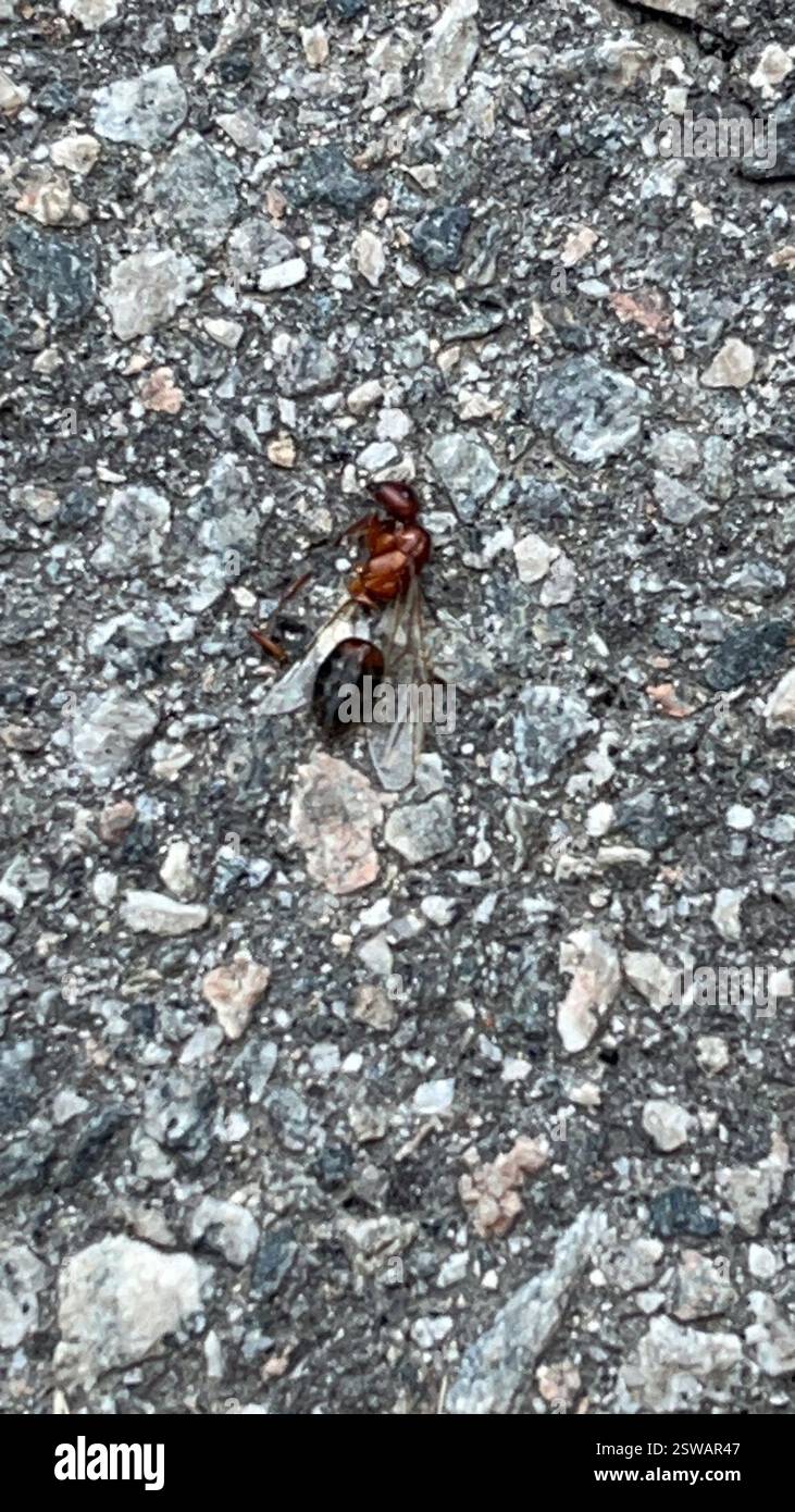 Florida Carpenter Ant (Camponotus floridanus), Insecta, Pooler Stock ...
