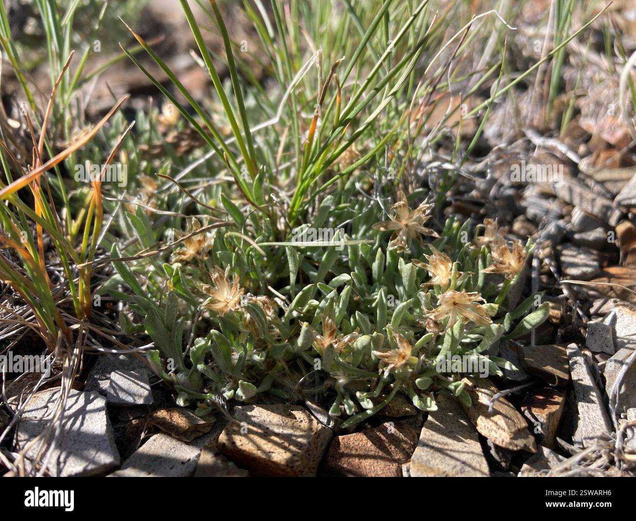 Low Pussytoes (Antennaria dimorpha), Plantae, Saratoga, WY, US Stock ...