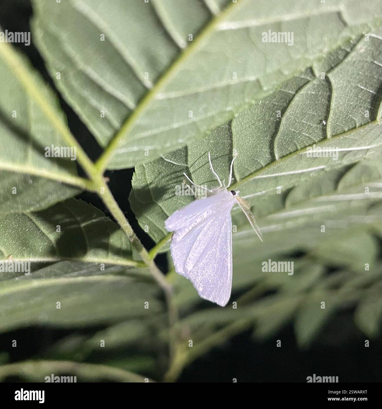 Butterflies and Moths (Lepidoptera), Insecta, Fort Ridgely State Park ...
