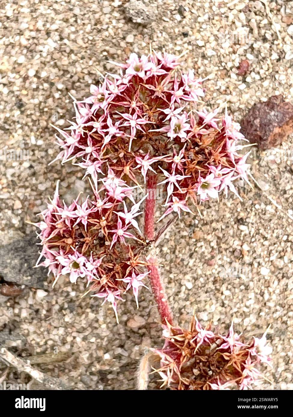 Monterey spineflower (Chorizanthe pungens), Plantae, Fort Ord National ...