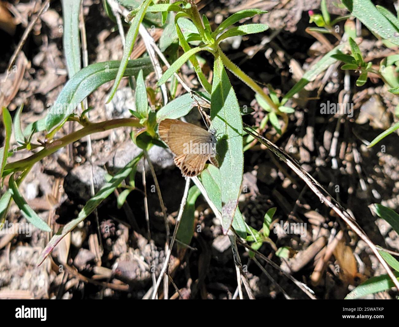 Western Pygmy-Blue (Brephidium exilis), Insecta, Tulare County, US-CA ...