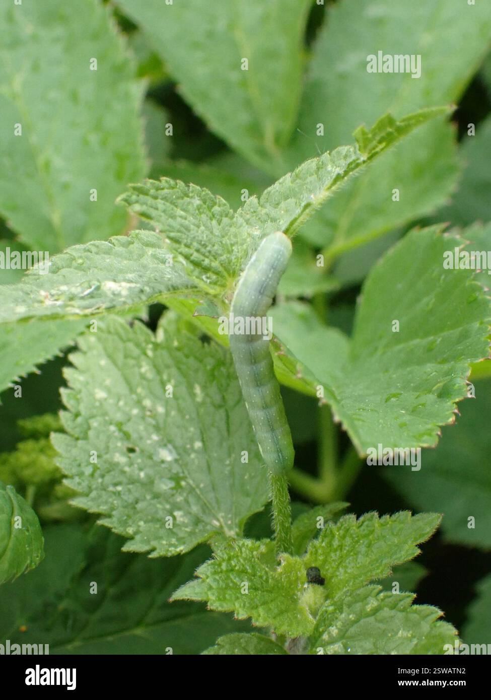 Moths of estonia hi-res stock photography and images - Alamy
