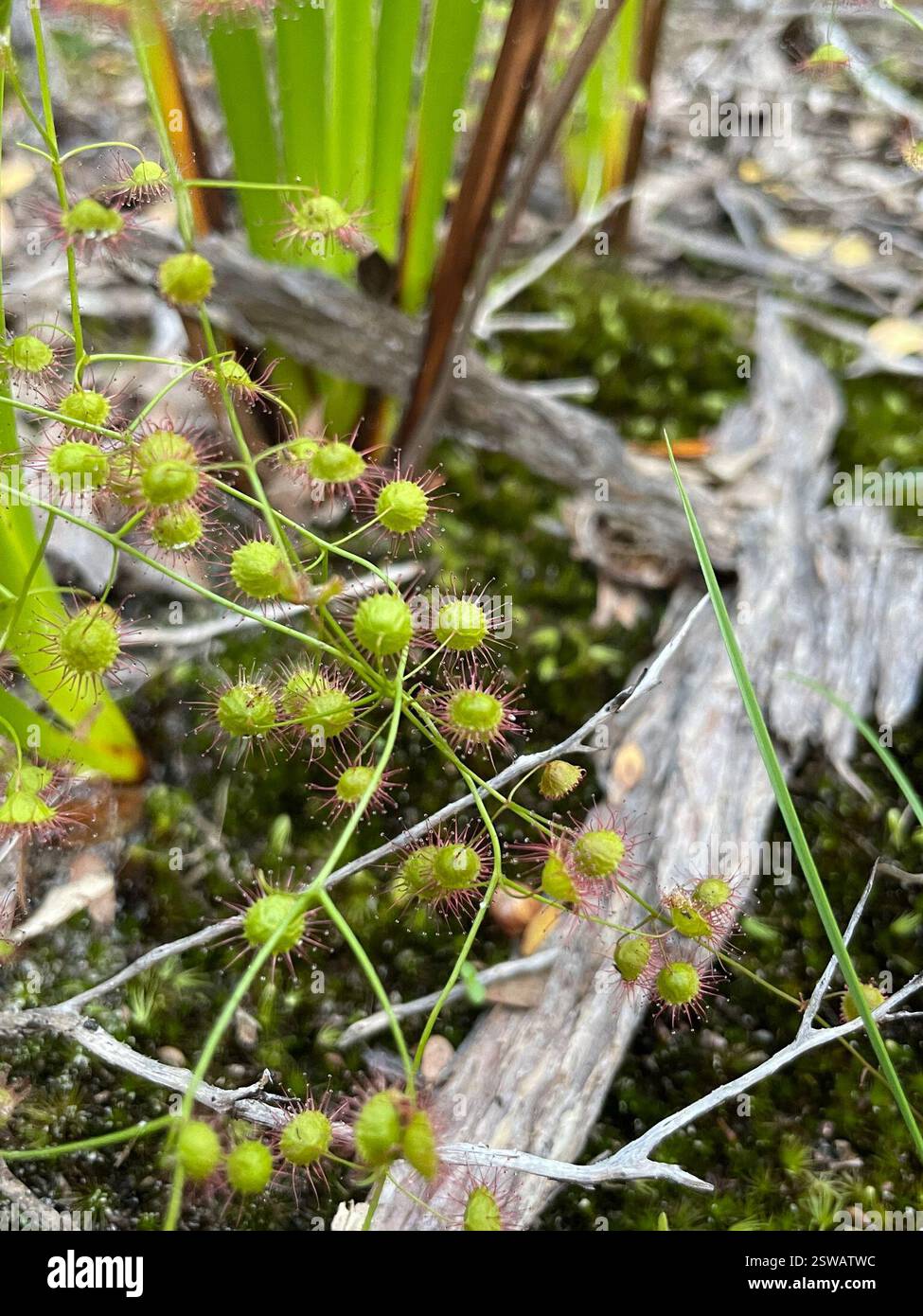 Climbing Sundew (Drosera planchonii), Plantae, Wilsons Promontory ...