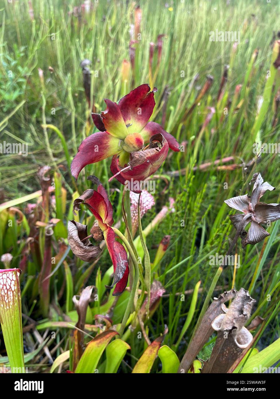 white pitcher plant (Sarracenia leucophylla), Plantae, Florida, US ...